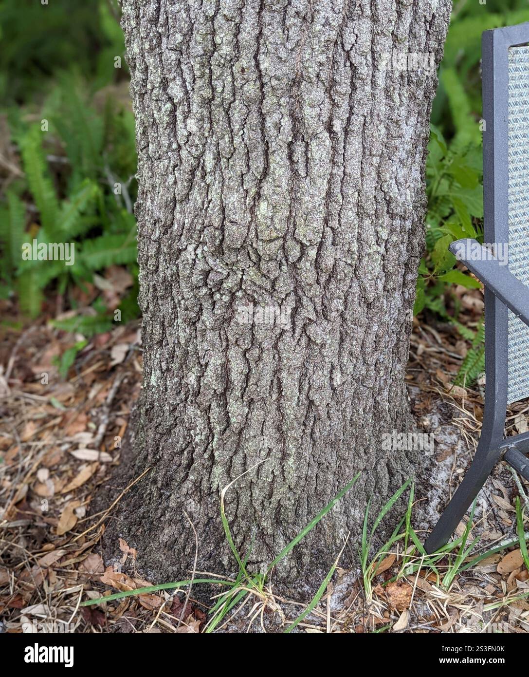 bluejack oak (Quercus incana Stock Photo - Alamy