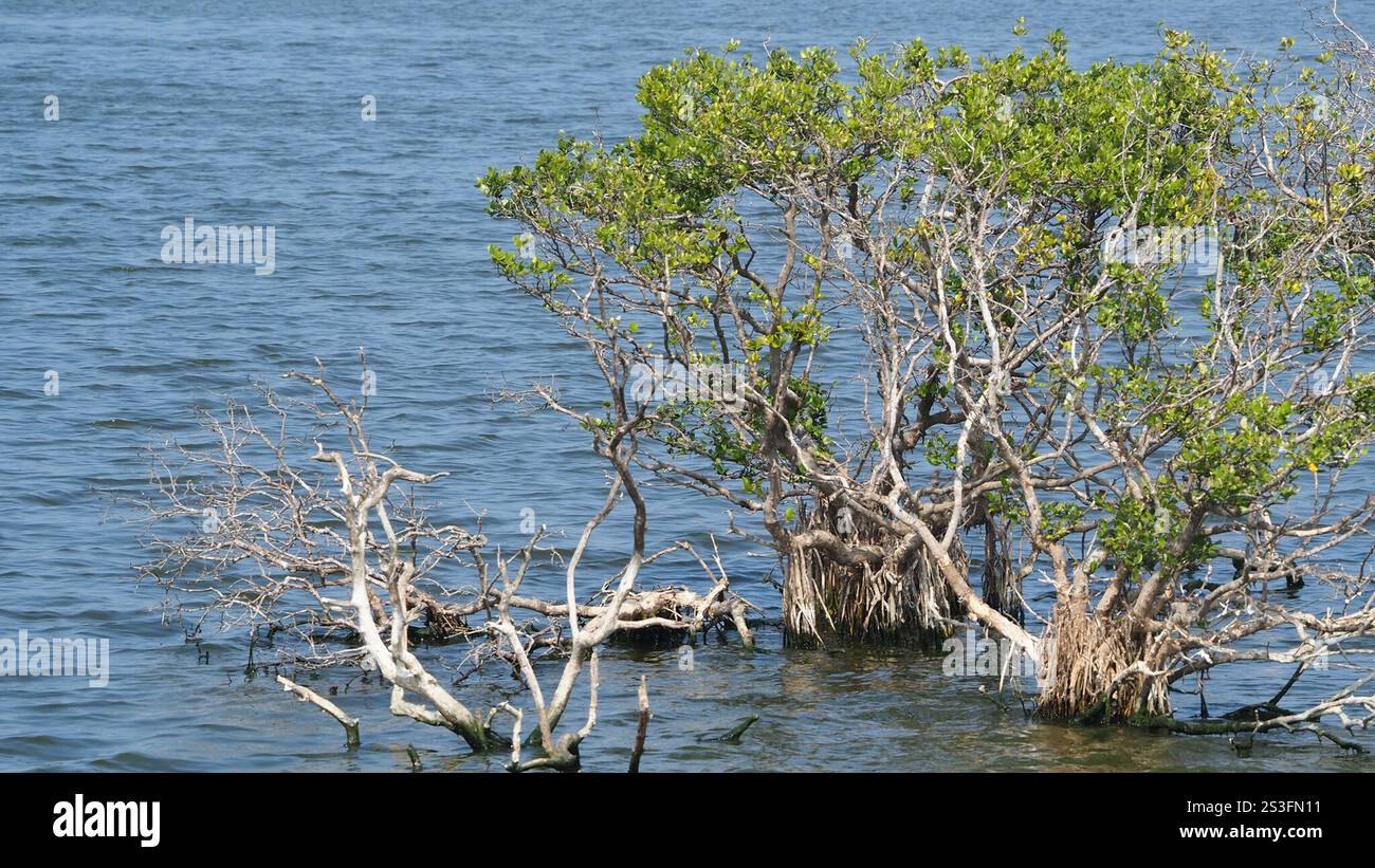 Grey Mangrove (Avicennia marina Stock Photo - Alamy