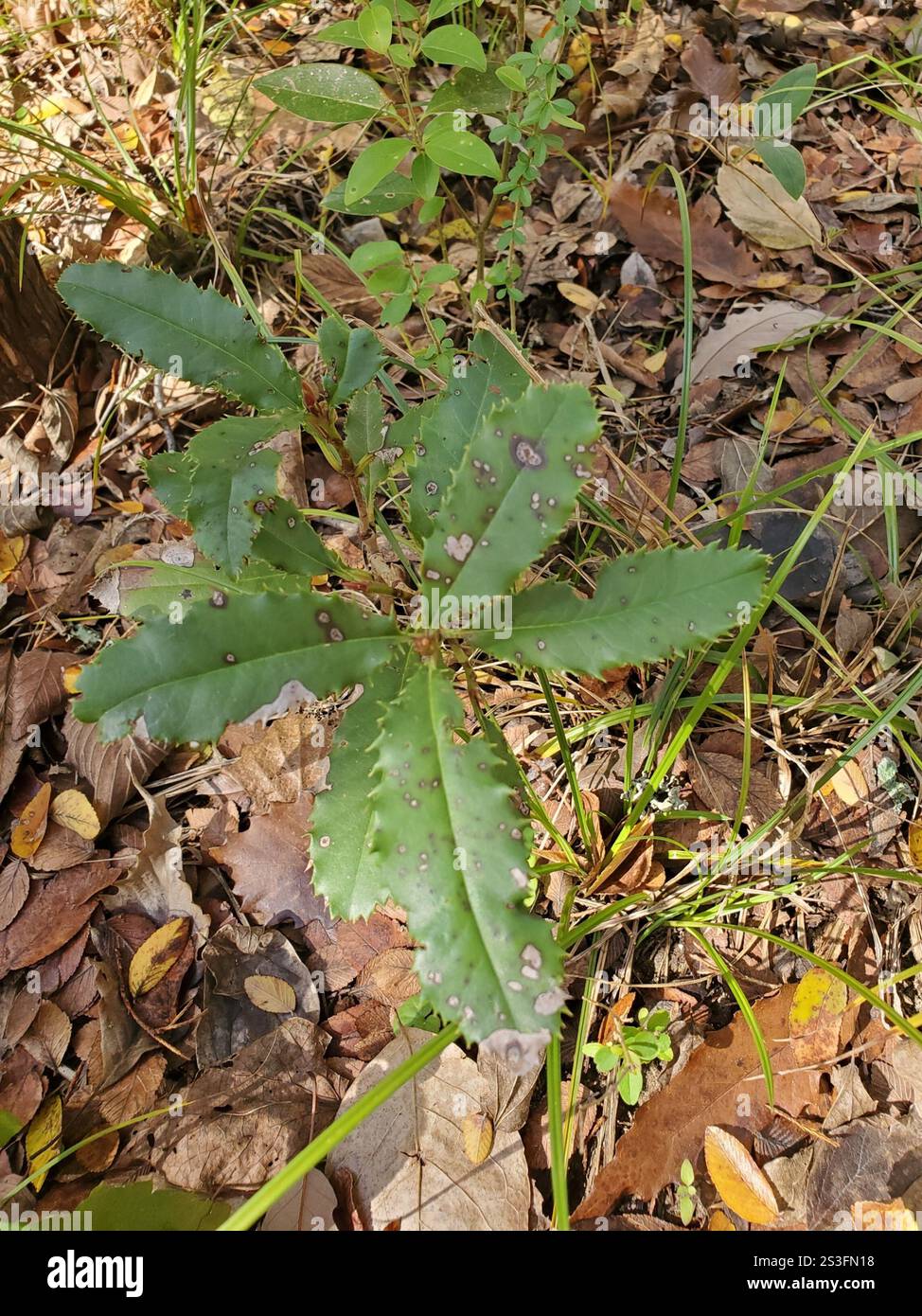 Chinese Photinia (Photinia serratifolia Stock Photo - Alamy