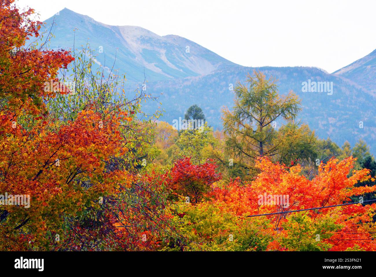 Autumn colours with Japanese maple trees, Chubusangaku National Park ...