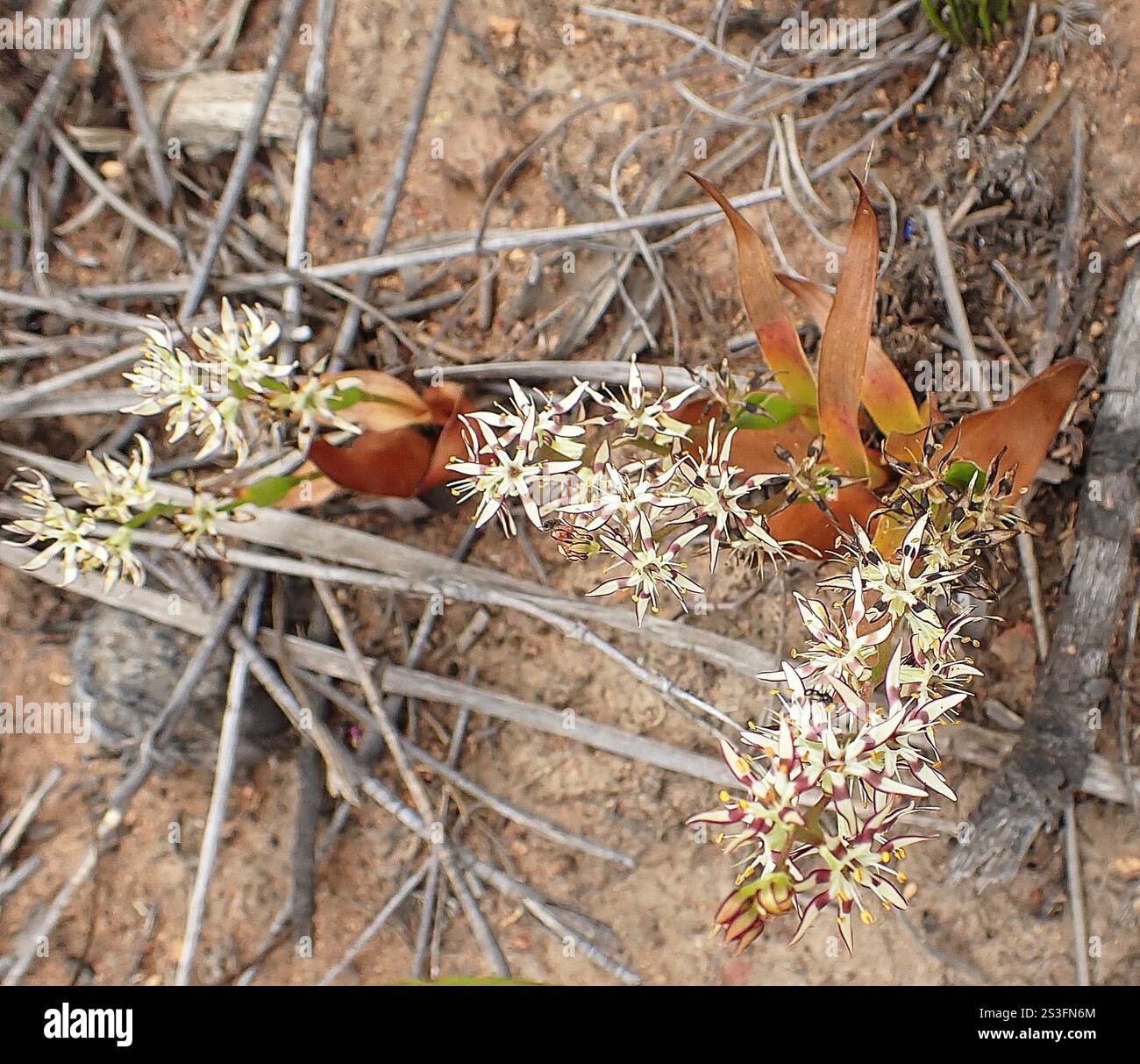 Whitehead (Wurmbea spicata Stock Photo - Alamy
