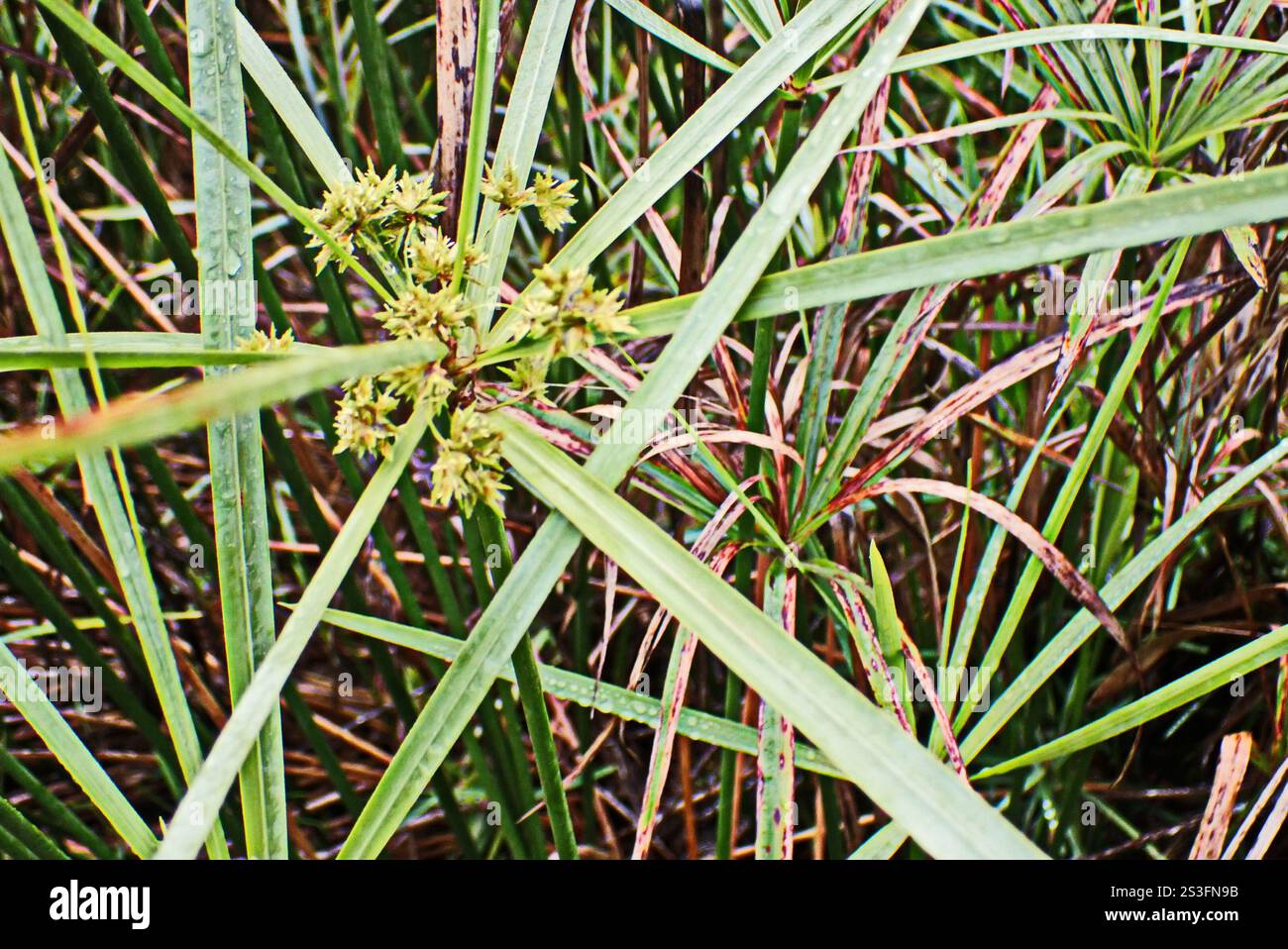Mat Sedge (Cyperus textilis Stock Photo - Alamy