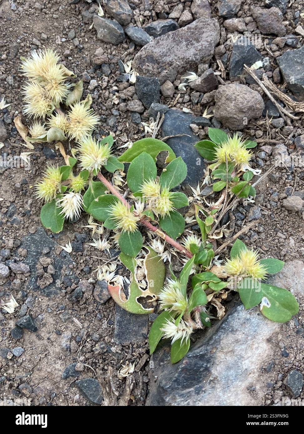 creeping chaffweed (Alternanthera pungens Stock Photo - Alamy