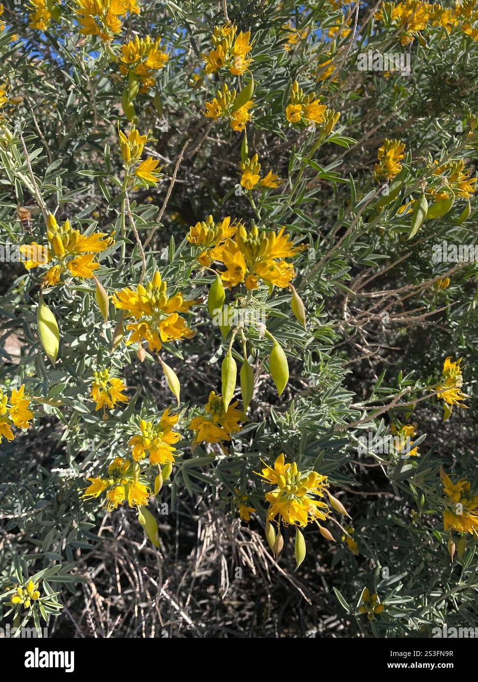 Bladderpod (Cleomella arborea Stock Photo - Alamy