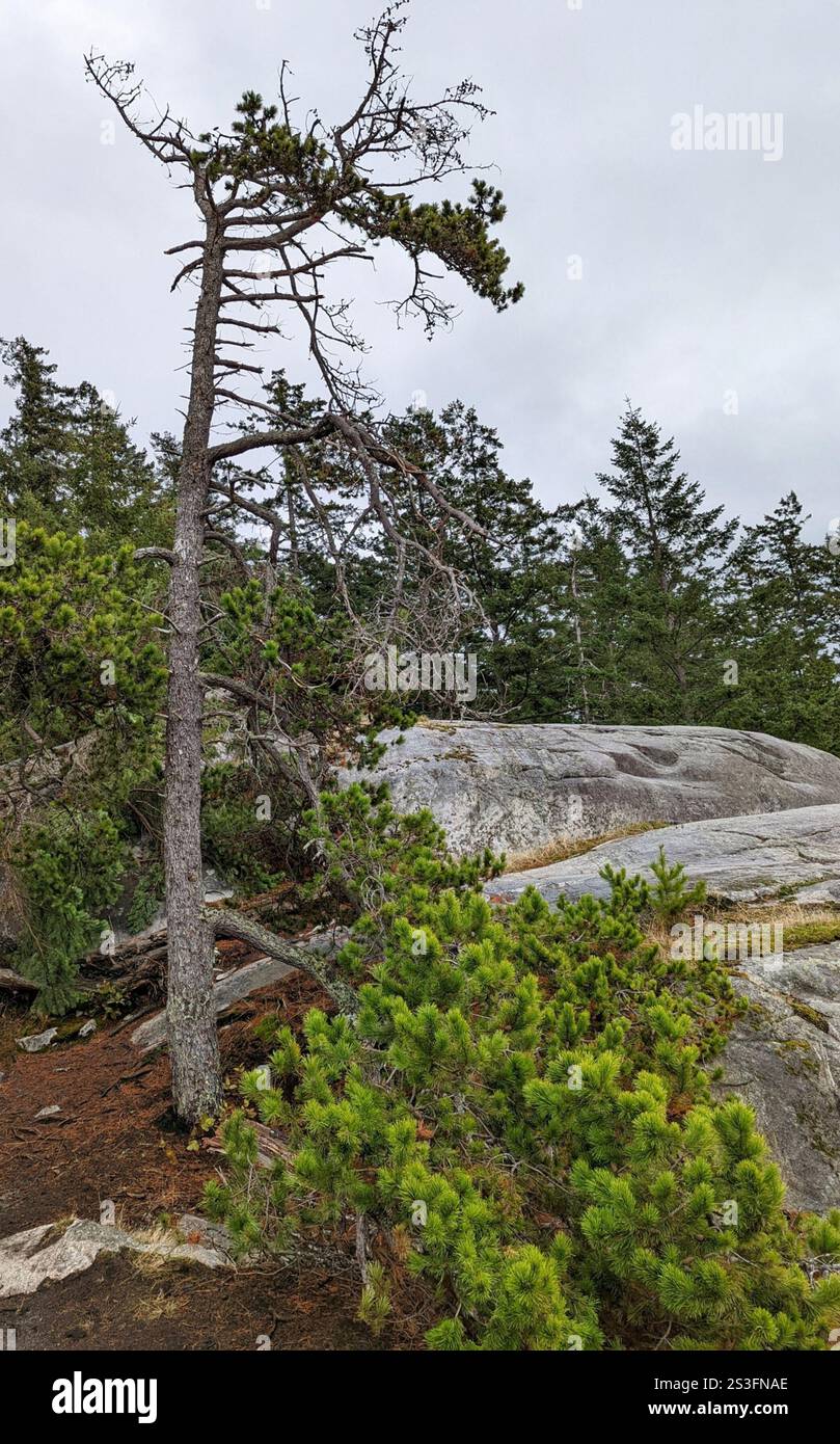 Shore Pine (Pinus contorta contorta Stock Photo - Alamy