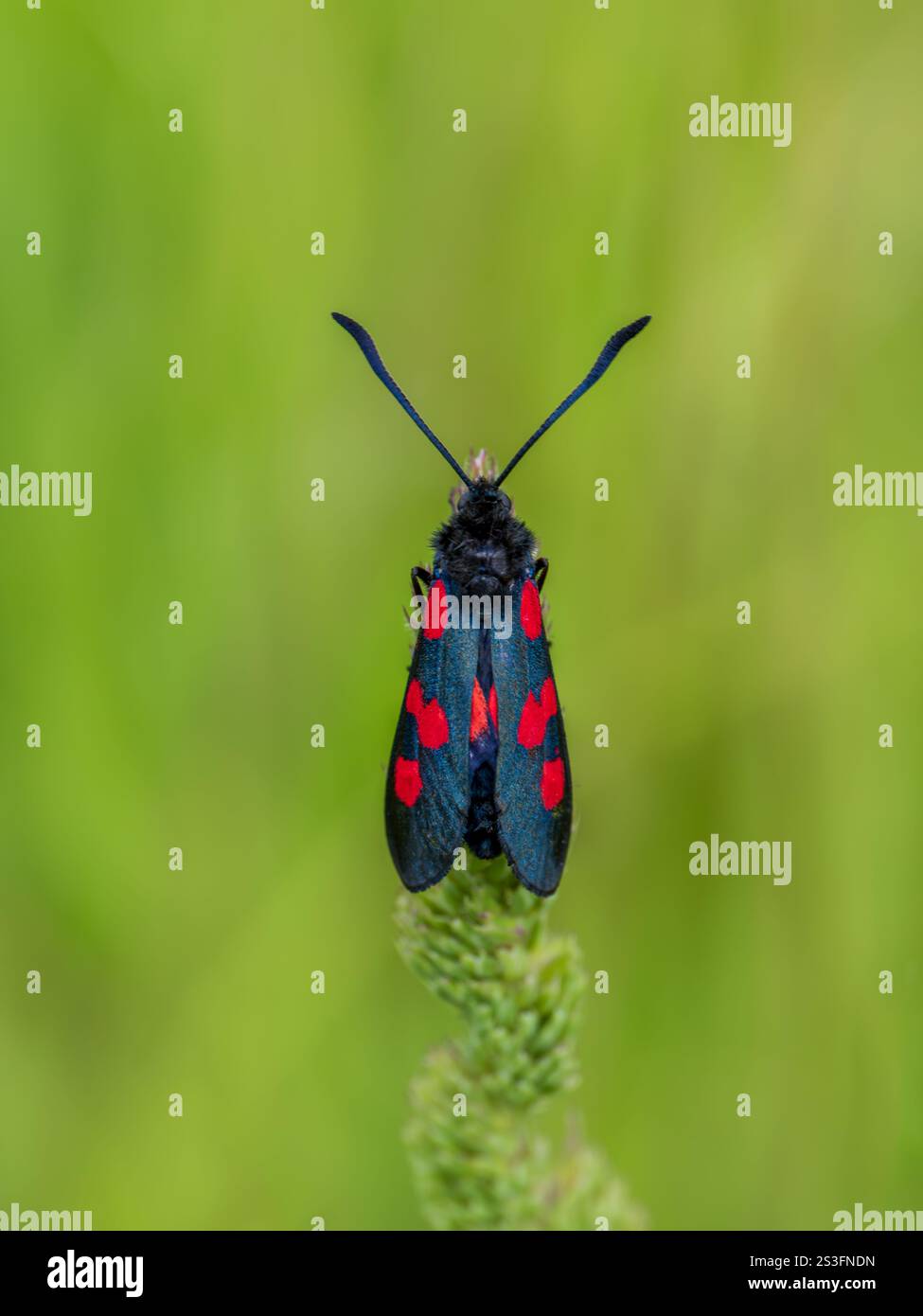 Five-spot Burnet Moth Resting on Grass Stock Photo - Alamy
