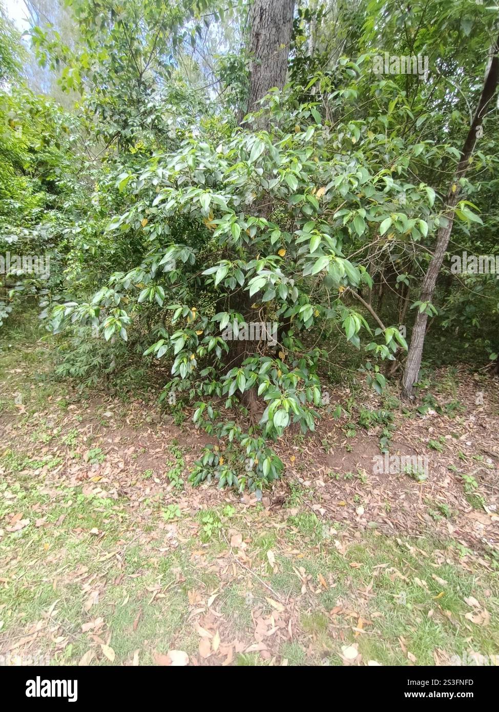 False Stinger (Pipturus argenteus Stock Photo - Alamy