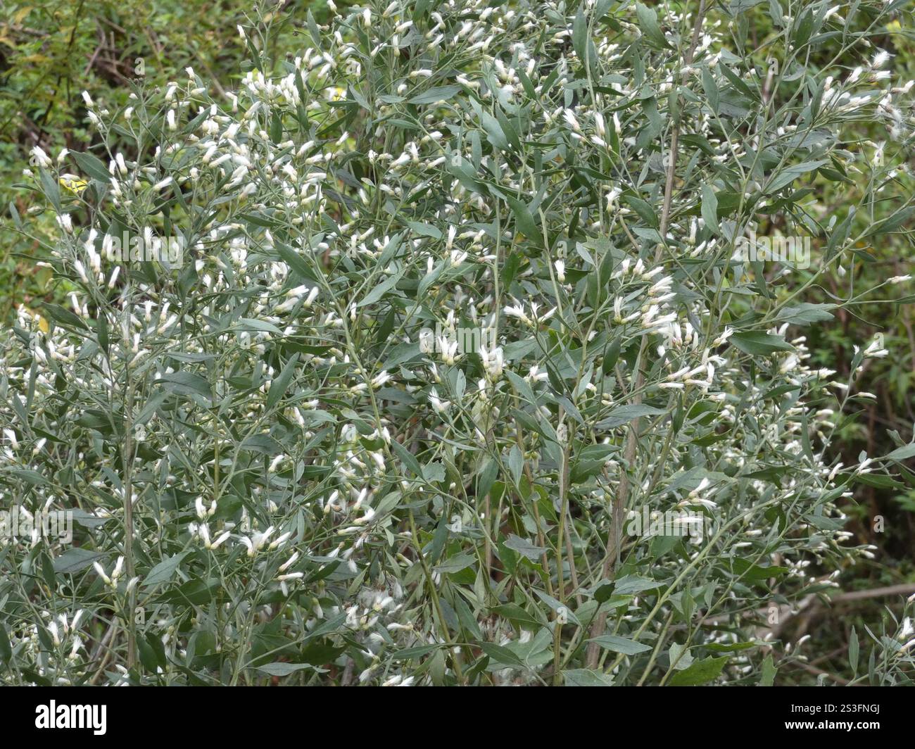 groundsel tree (Baccharis halimifolia Stock Photo - Alamy