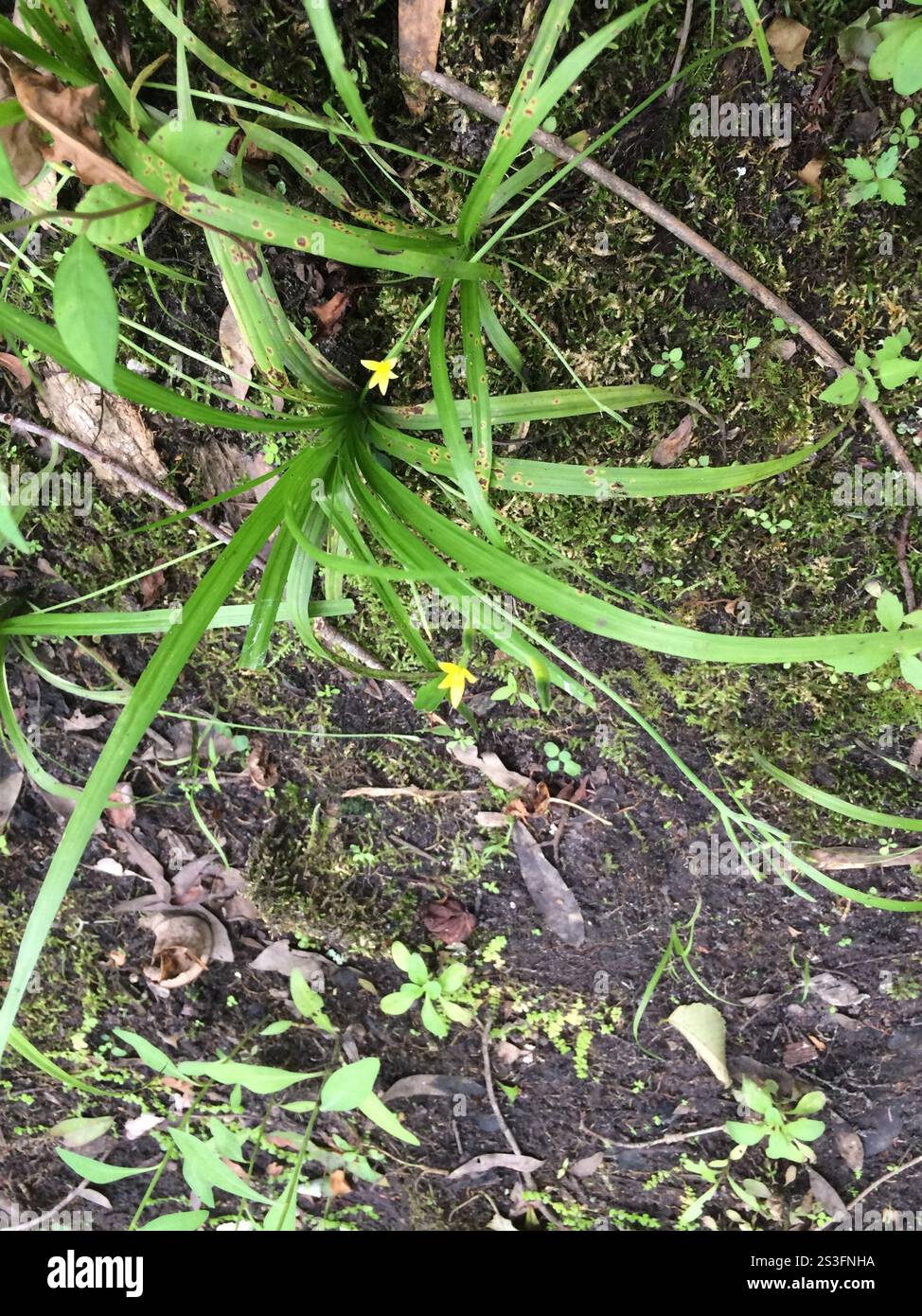 swamp star grass (Hypoxis curtissii Stock Photo - Alamy