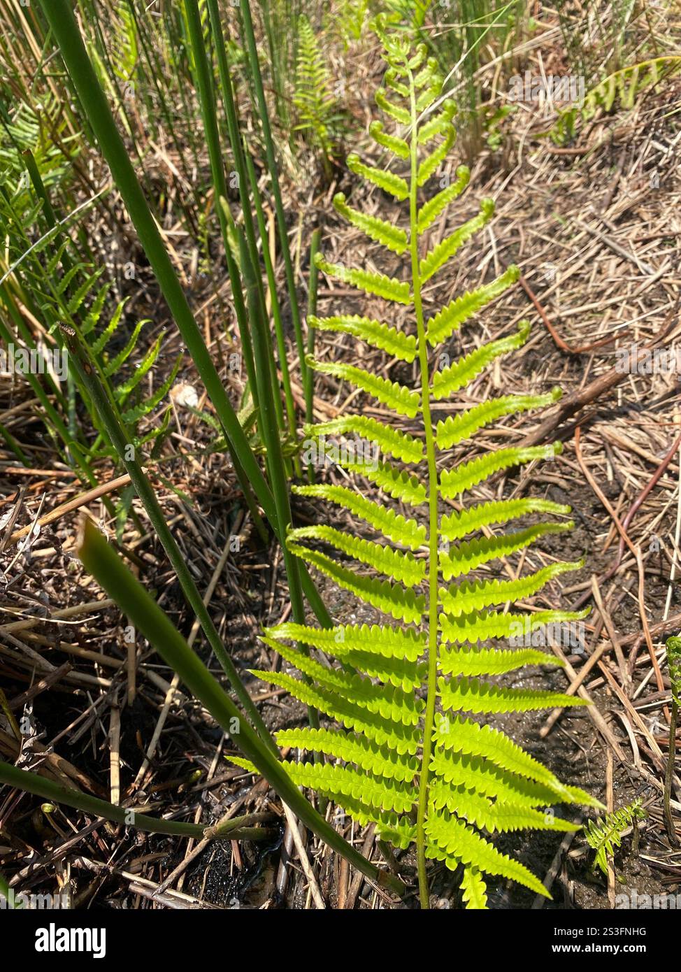 Swamp Shield-fern (Cyclosorus interruptus Stock Photo - Alamy