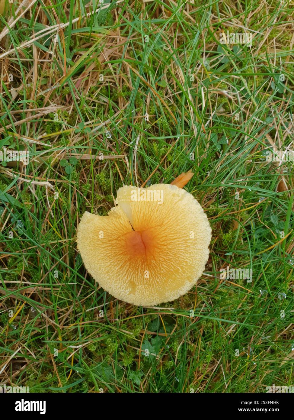 Earthy Powdercap (Cystoderma amianthinum Stock Photo - Alamy