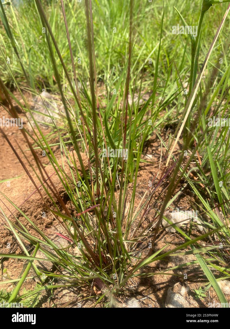 bristle-leaved red-top grass (Melinis nerviglumis Stock Photo - Alamy