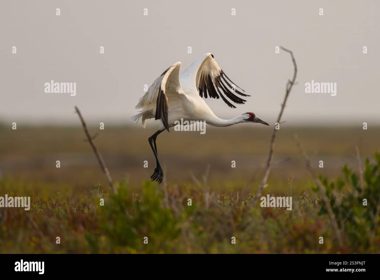 Whooping crane in flight at Aransas National Wildlife Refuge, Texas ...