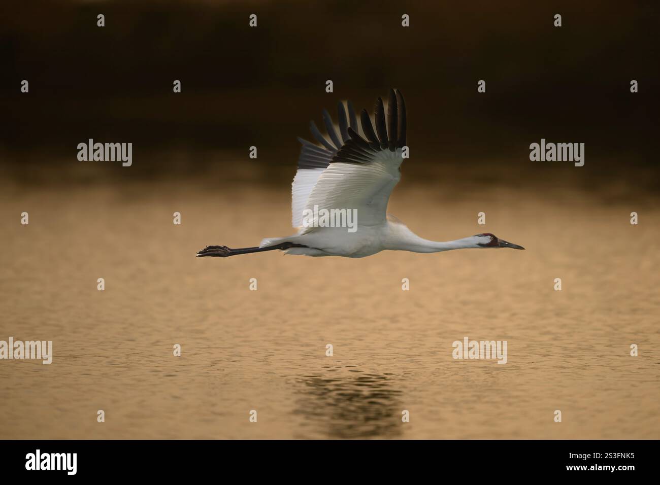 Whooping crane in flight at Aransas National Wildlife Refuge, Texas ...