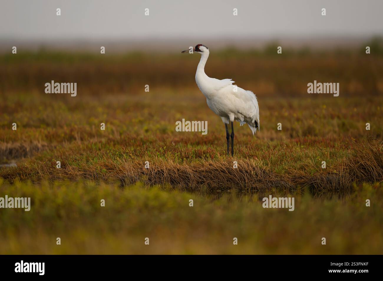 Wintering whooping crane at Aransas National Wildlife Refuge, Texas ...