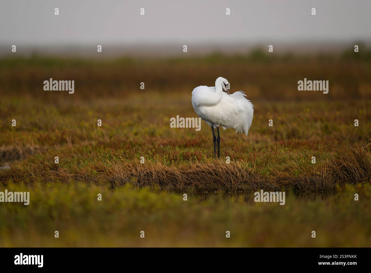 Wintering whooping crane preening at Aransas National Wildlife Refuge ...