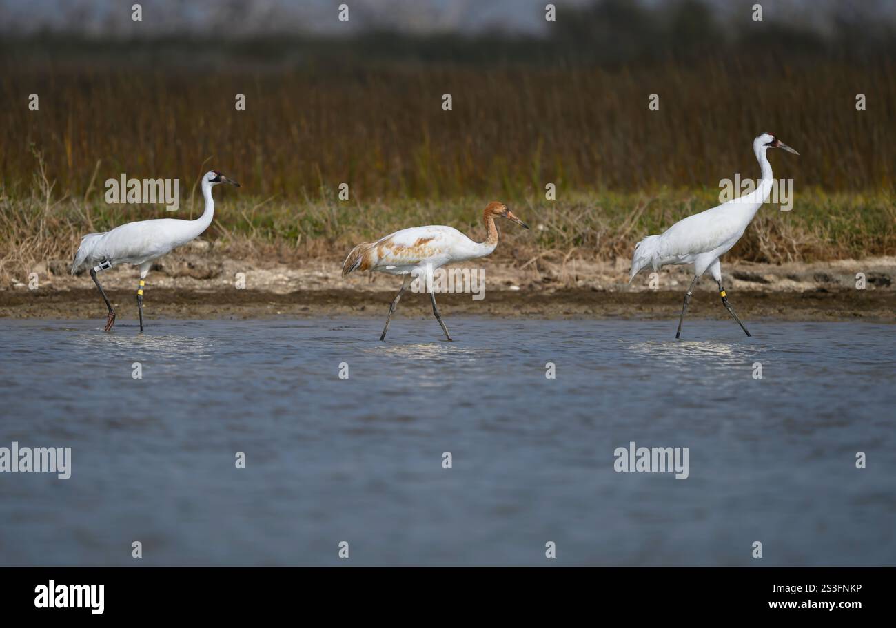 Wintering whooping crane family at Aransas National Wildlife Refuge ...