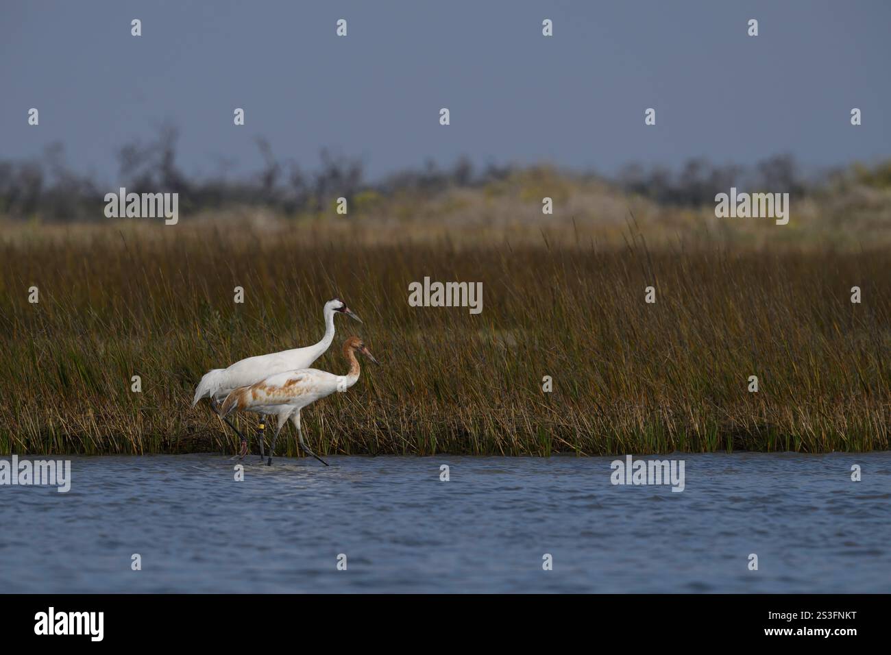 Whooping crane adult and colt at Aransas National Wildlife Refuge ...
