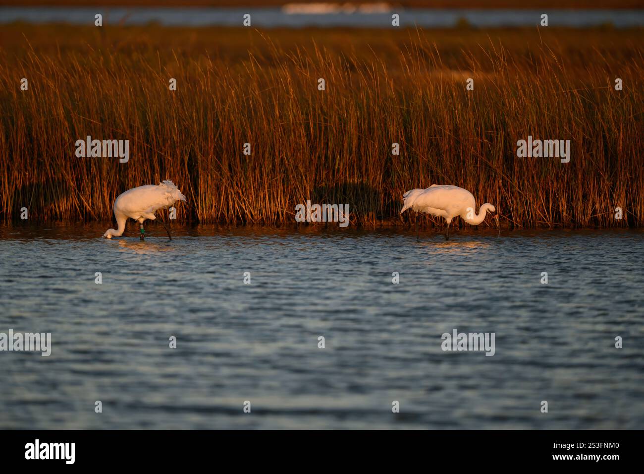 Wintering male and female whooping cranes feeding at Aransas National ...
