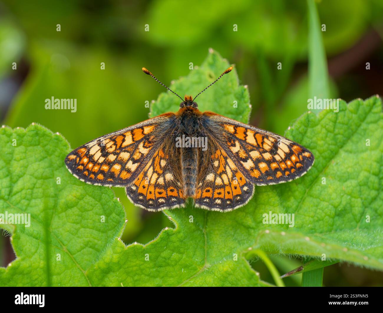 Marsh Fritillary Resting with its Wings Open Stock Photo - Alamy