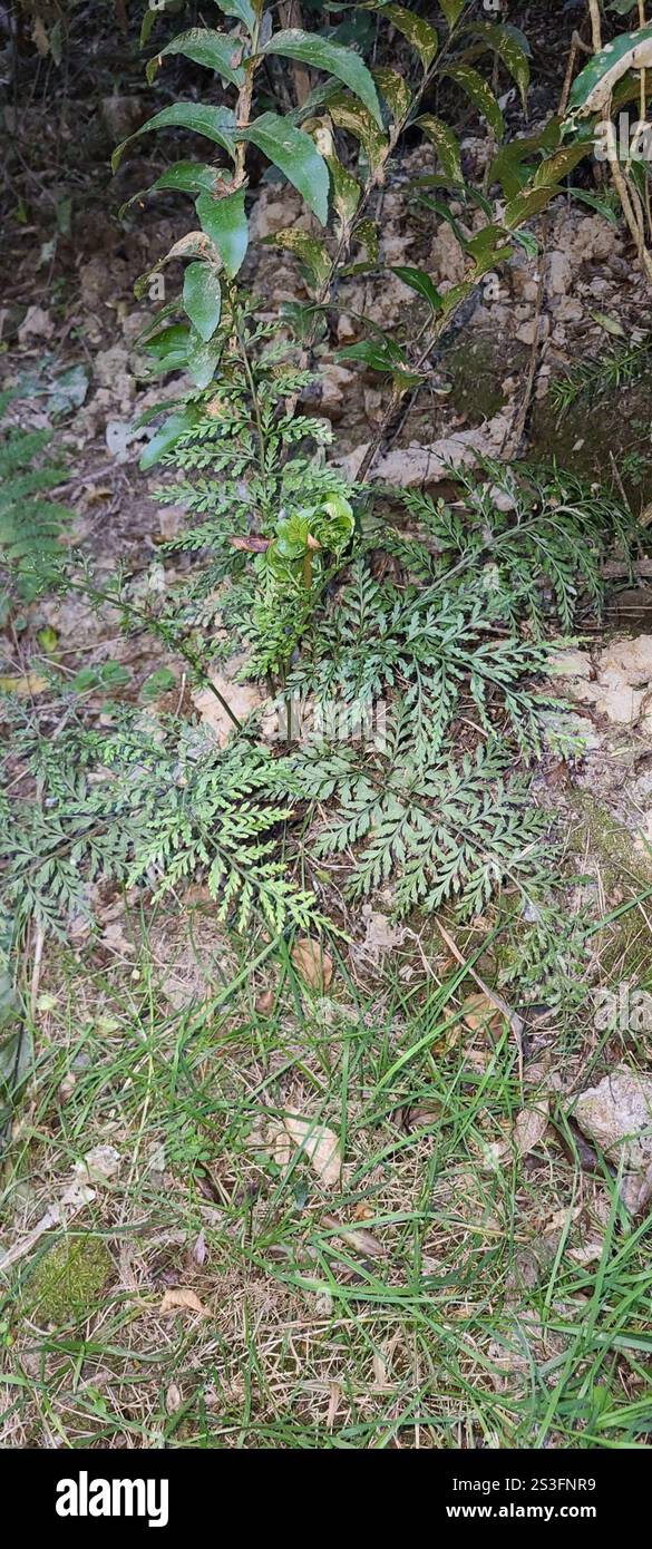 hen and chickens fern (Asplenium gracillimum Stock Photo - Alamy