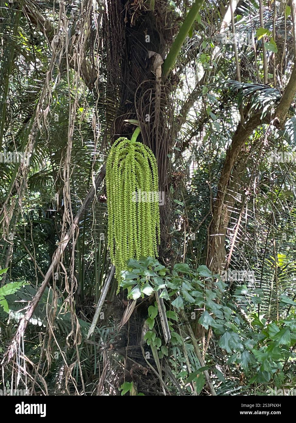 Sugar Palm (Arenga pinnata Stock Photo - Alamy