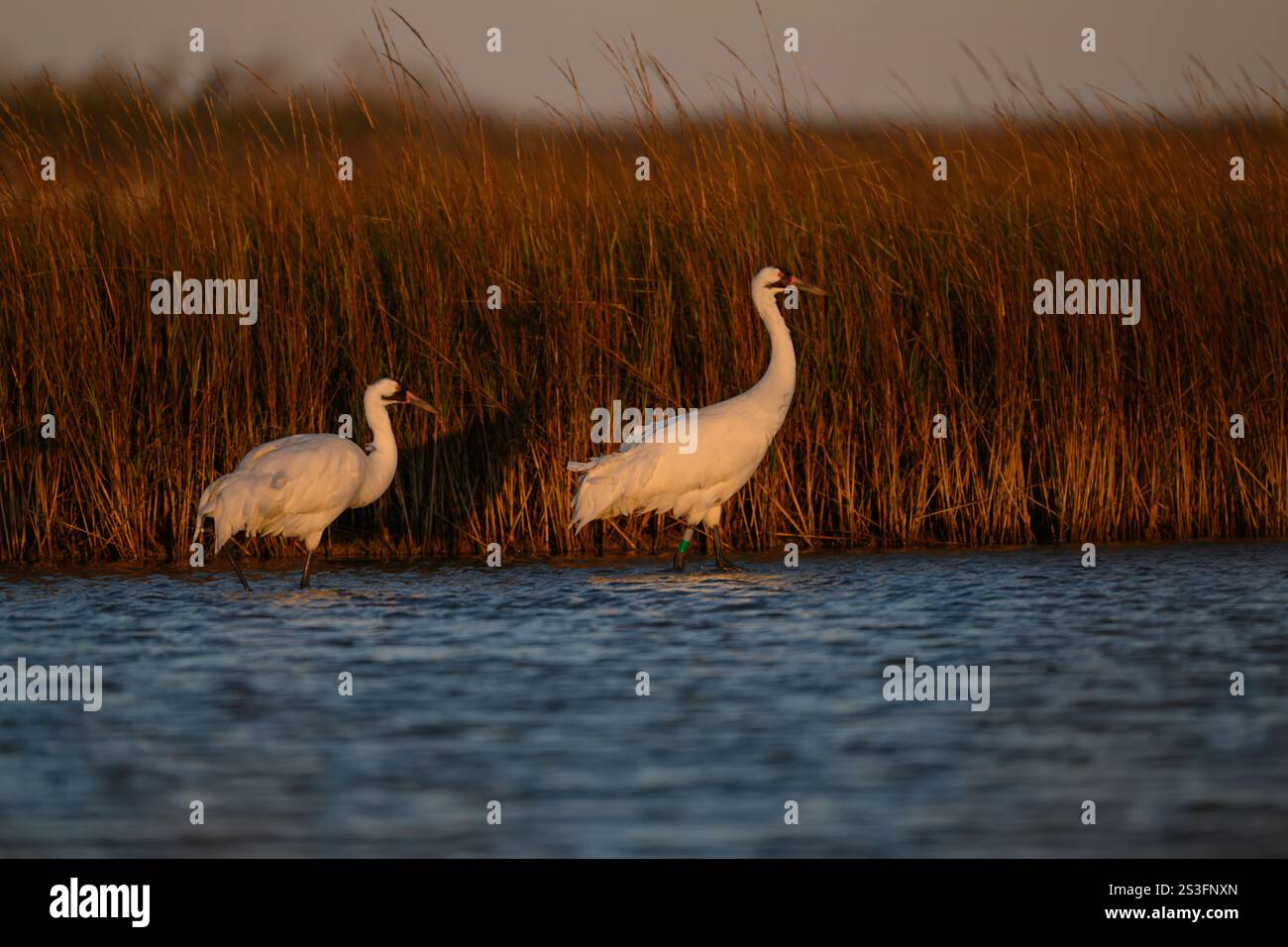 Wintering whooping crane at Aransas National Wildlife Refuge, Texas ...