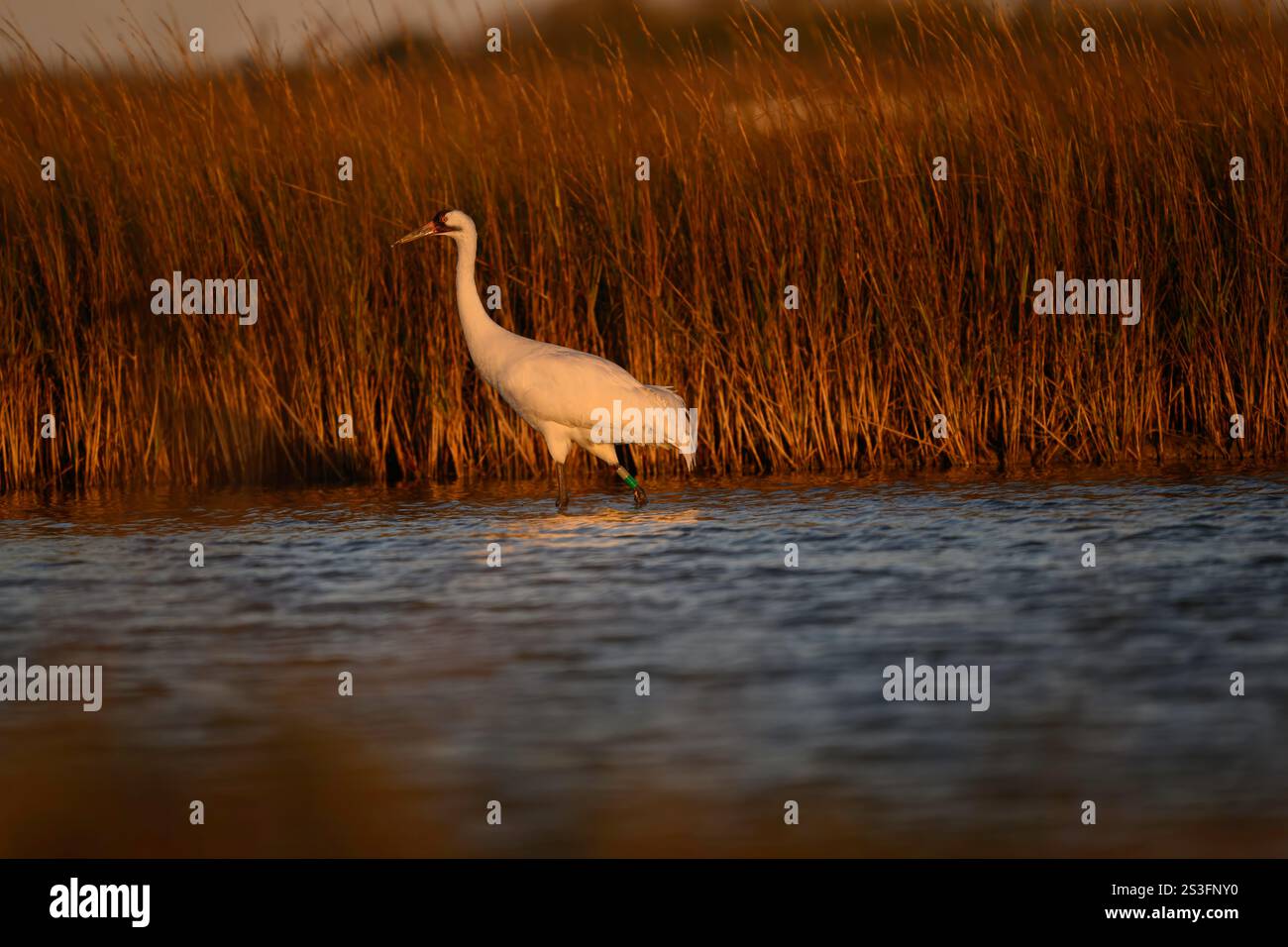 Wintering whooping crane at Aransas National Wildlife Refuge, Texas ...