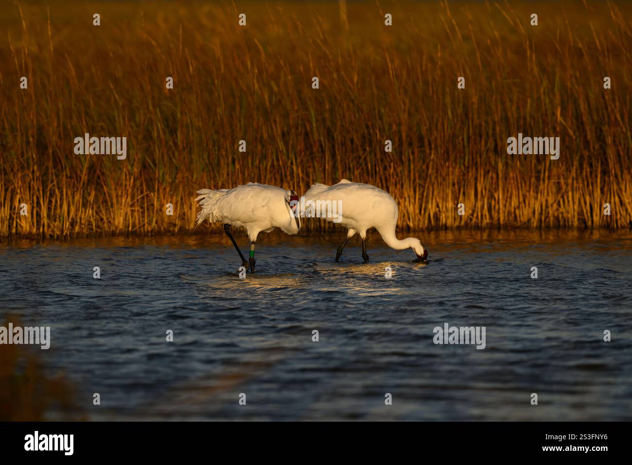 Male and female whooping crane hi-res stock photography and images - Alamy