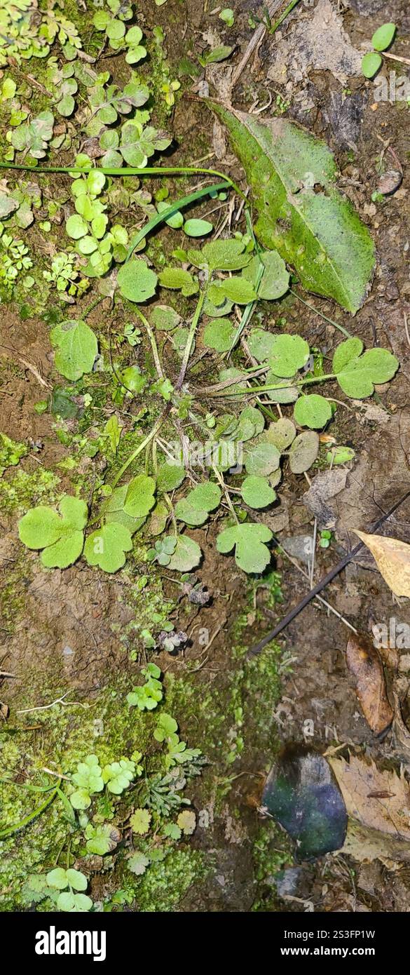 Maruru (Ranunculus reflexus Stock Photo - Alamy