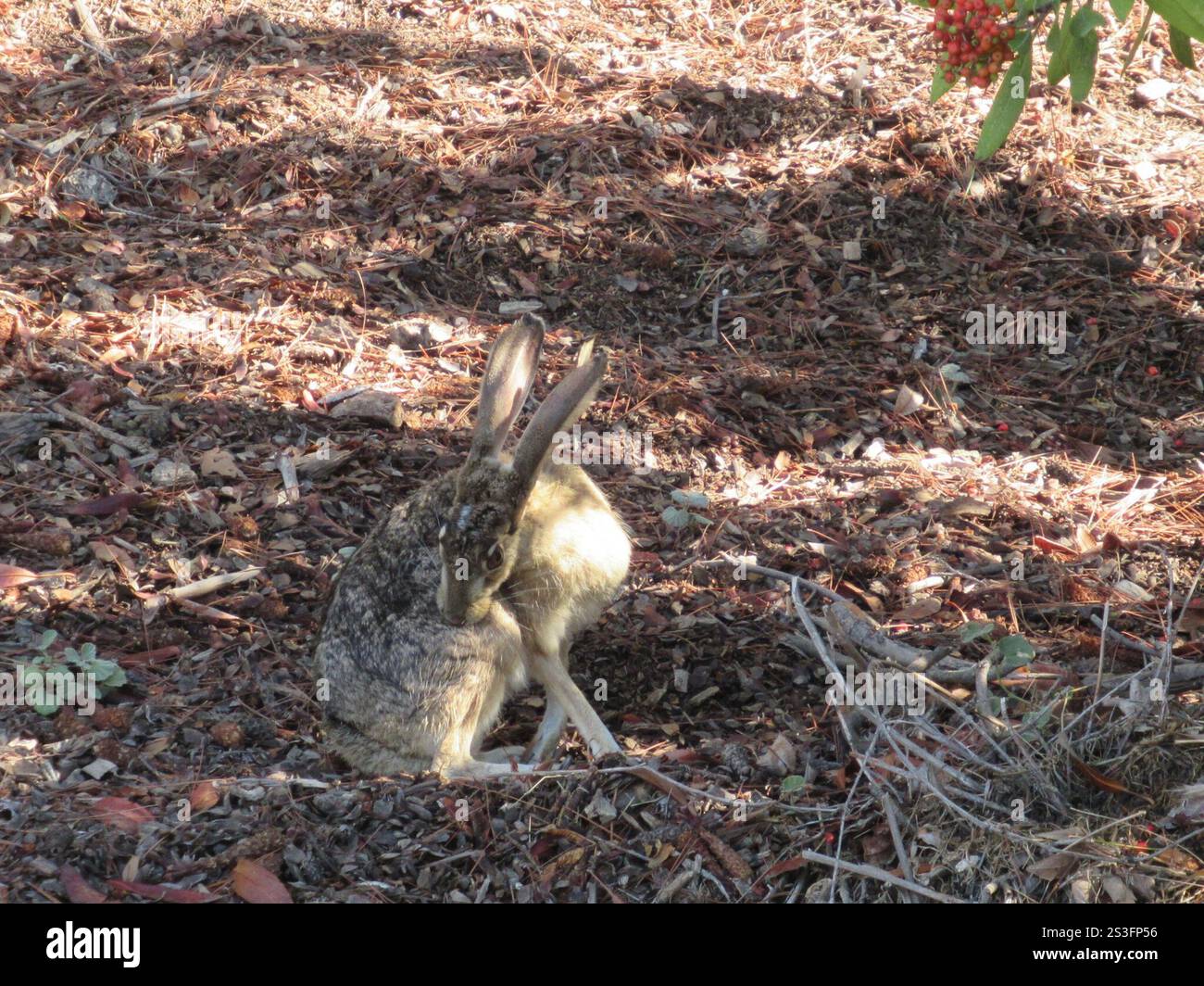 Black-tailed Jackrabbit (Lepus californicus Stock Photo - Alamy