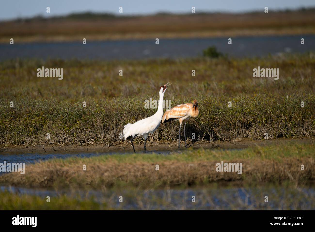 Whooping crane mother and colt at Aransas National Wildlife Refuge ...
