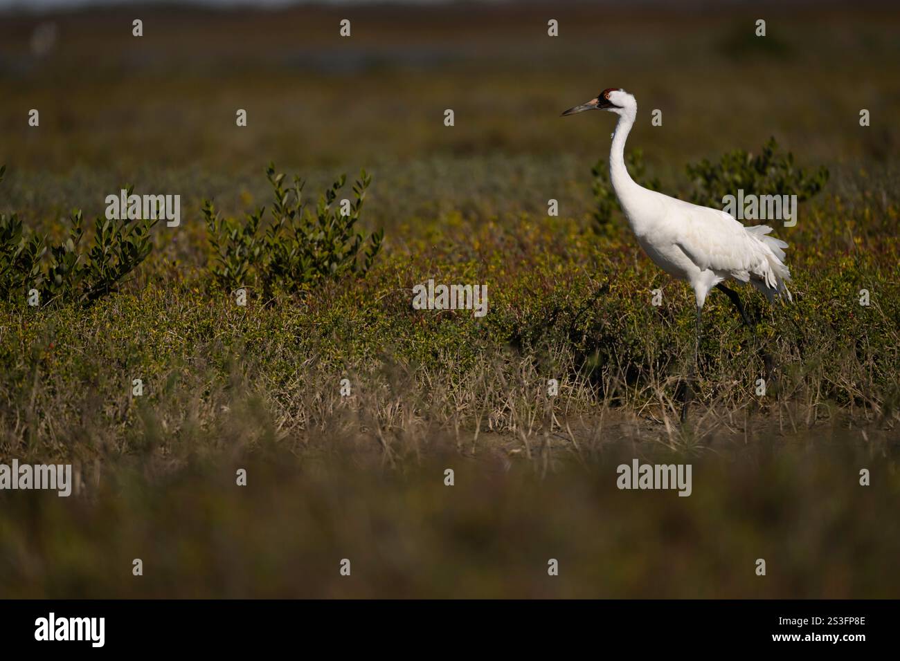 Wintering whooping crane at Aransas National Wildlife Refuge, Texas ...