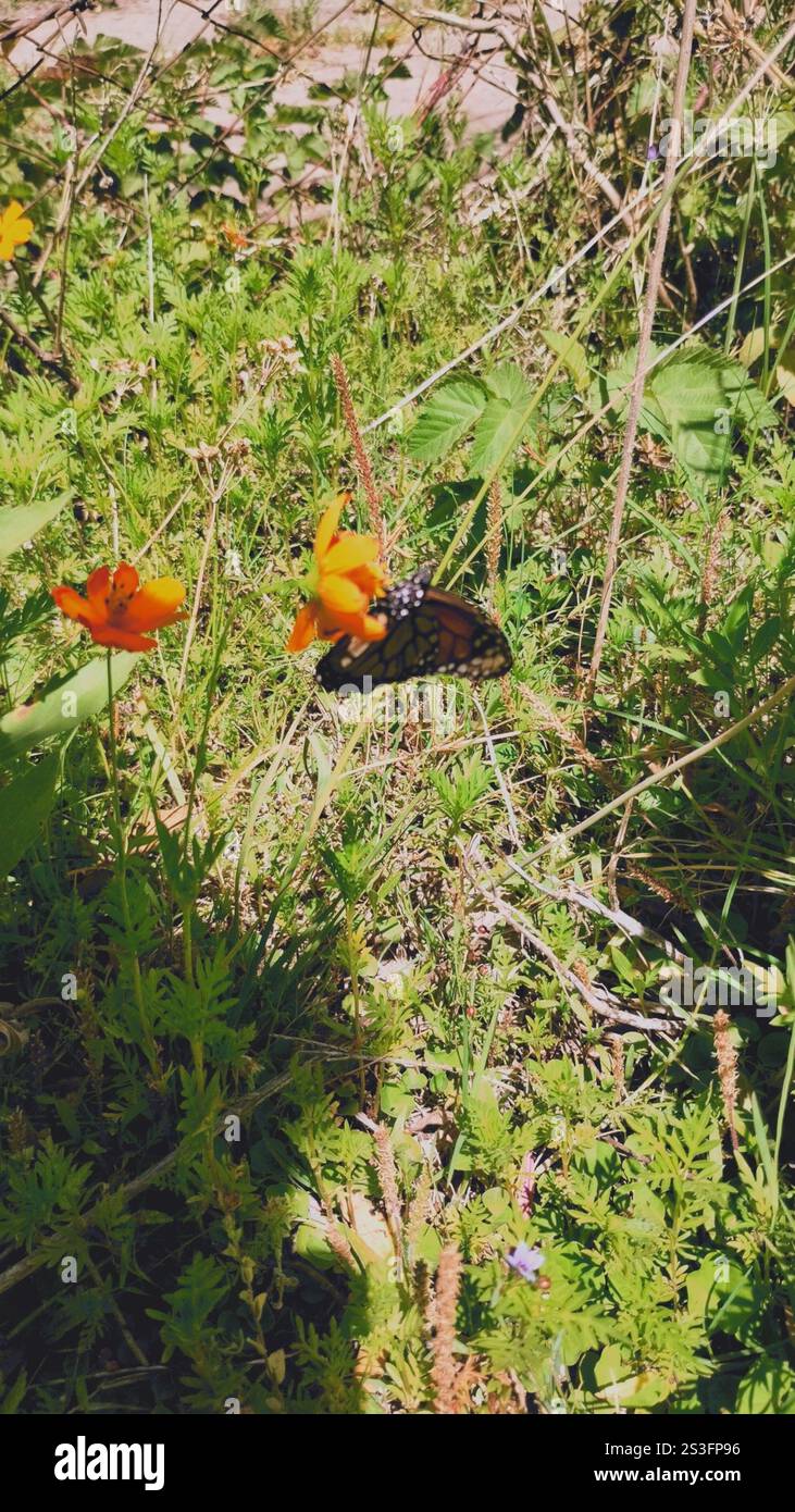 Southern Monarch (Danaus erippus Stock Photo - Alamy