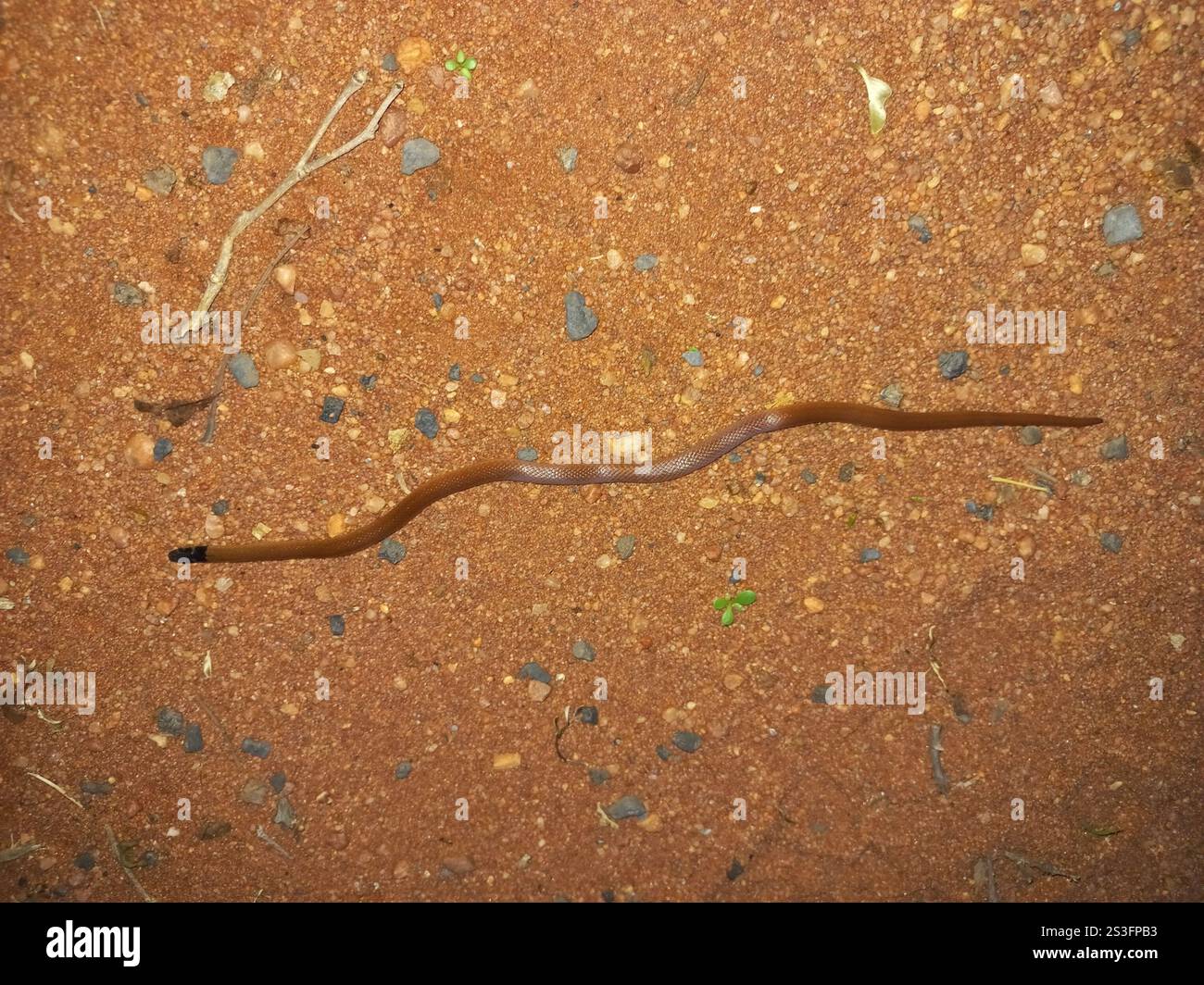 Cape Centipede-Eater (Aparallactus capensis Stock Photo - Alamy