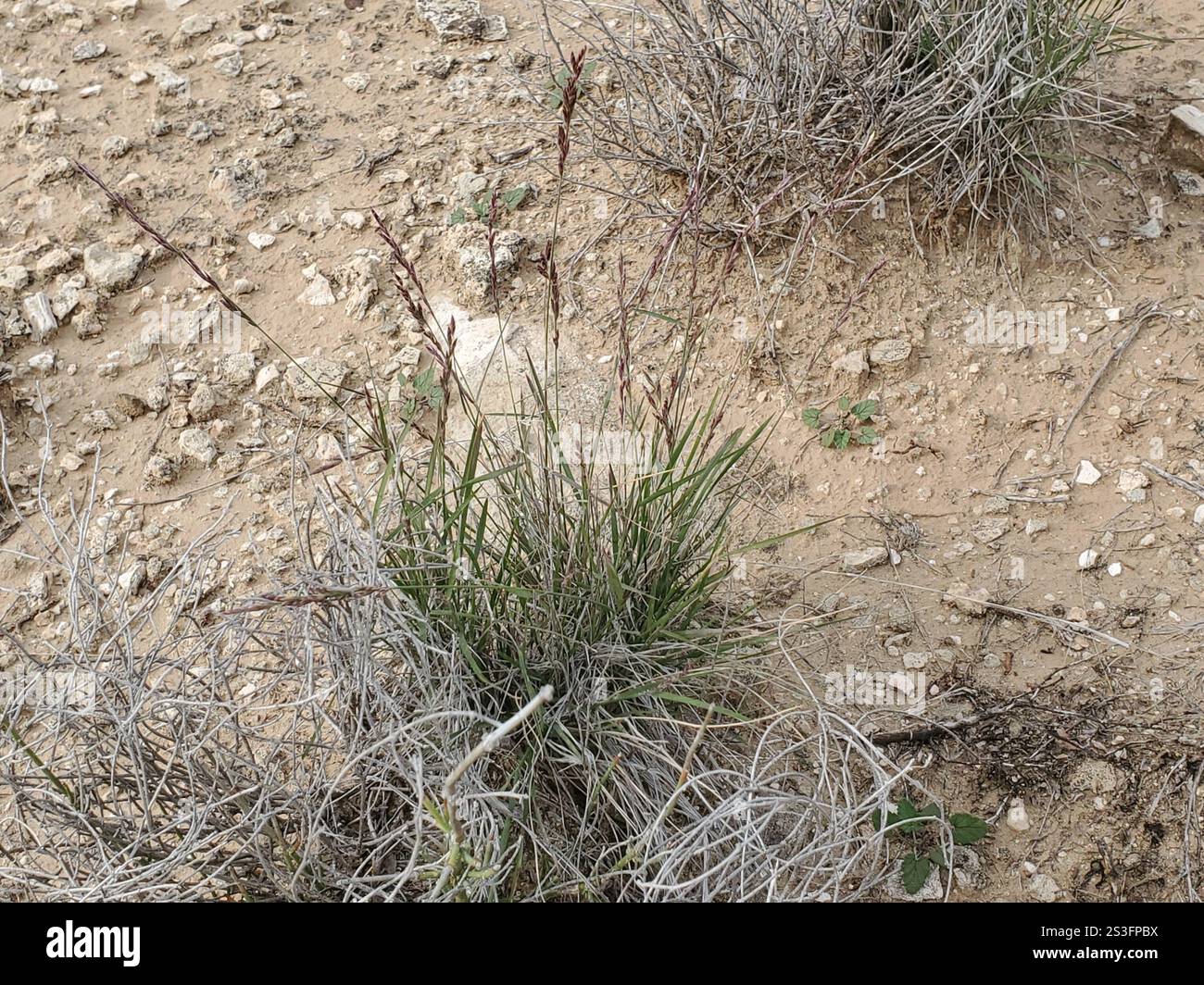 Slim Tridens (Tridentopsis mutica Stock Photo - Alamy
