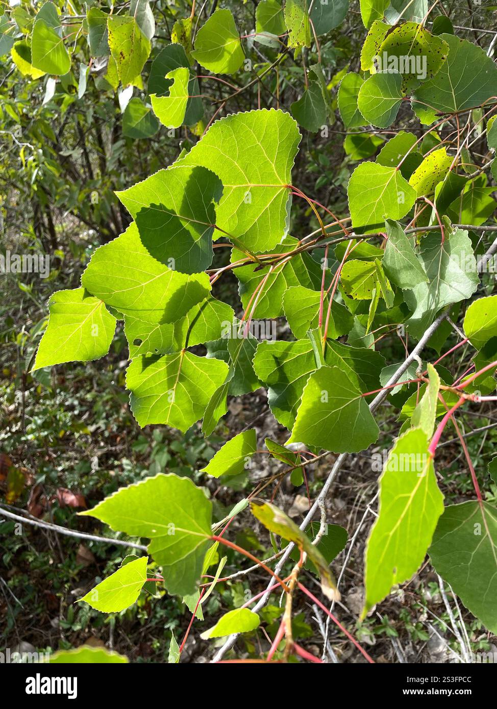 Eastern Cottonwood (Populus deltoides Stock Photo - Alamy