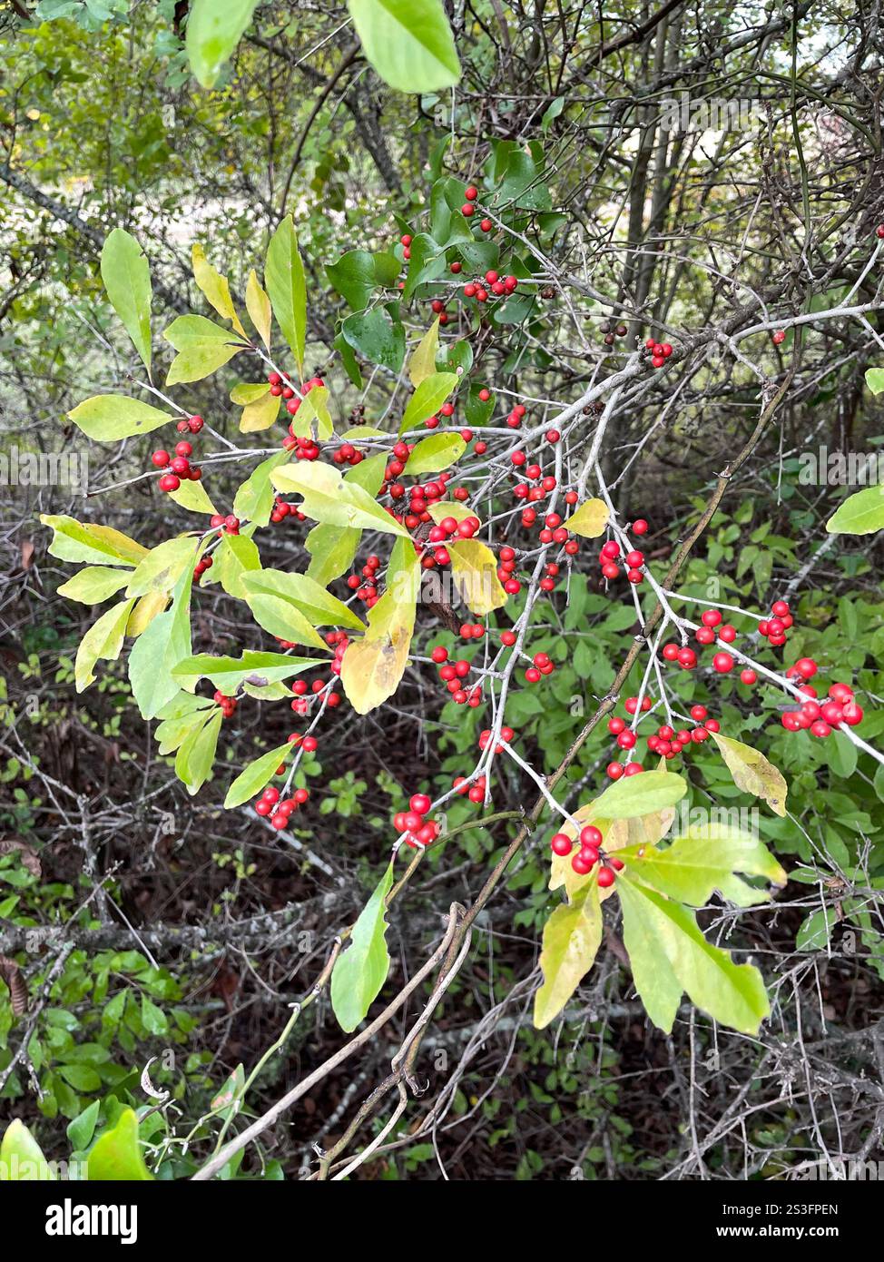 possumhaw (Ilex decidua Stock Photo - Alamy