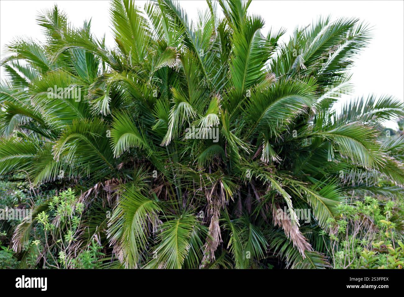 Reclining Date Palm (Phoenix reclinata Stock Photo - Alamy