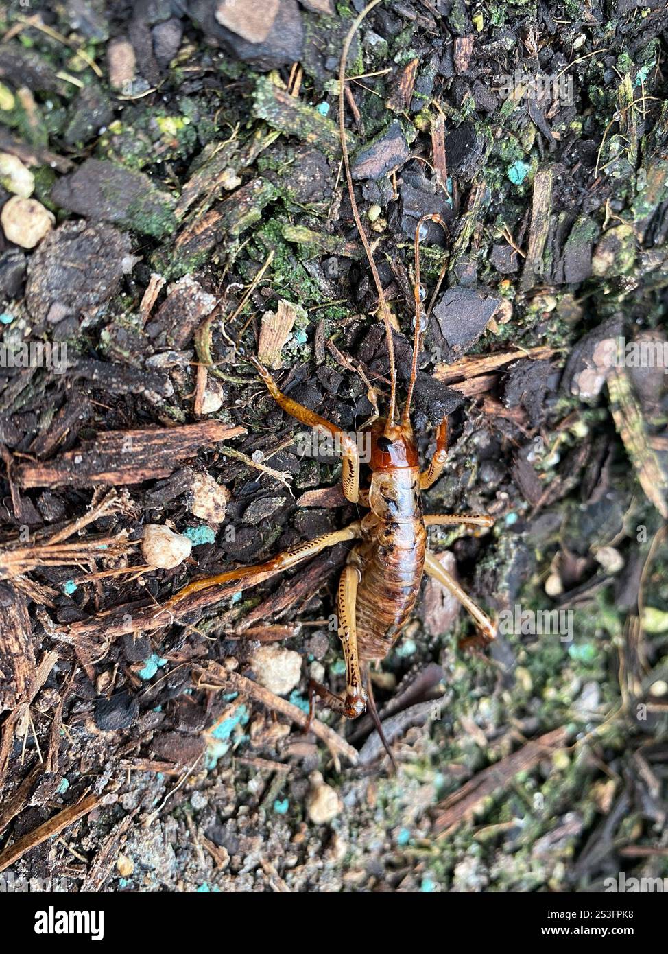 Auckland Tree Weta (Hemideina thoracica Stock Photo - Alamy
