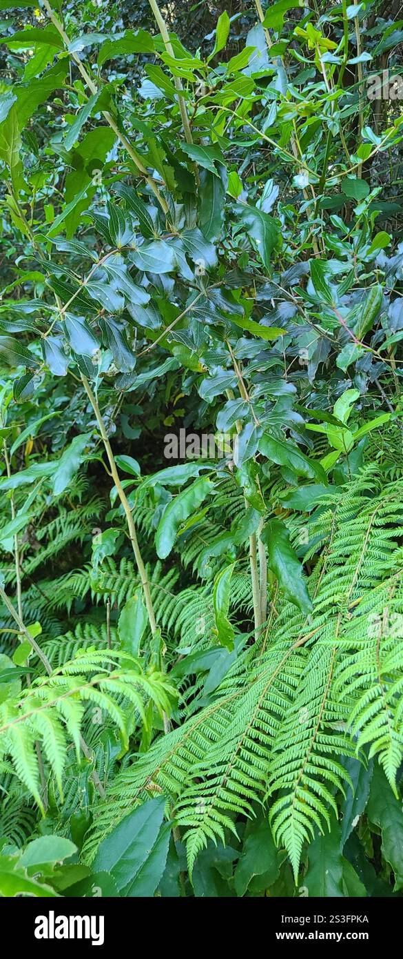 Tree Tutu (Coriaria arborea Stock Photo - Alamy