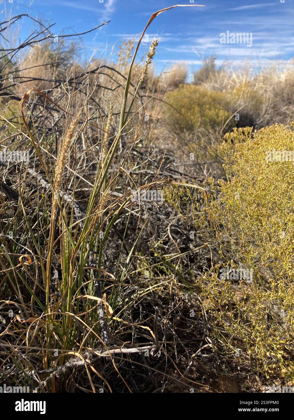 plains bristlegrass (Setaria leucopila Stock Photo - Alamy
