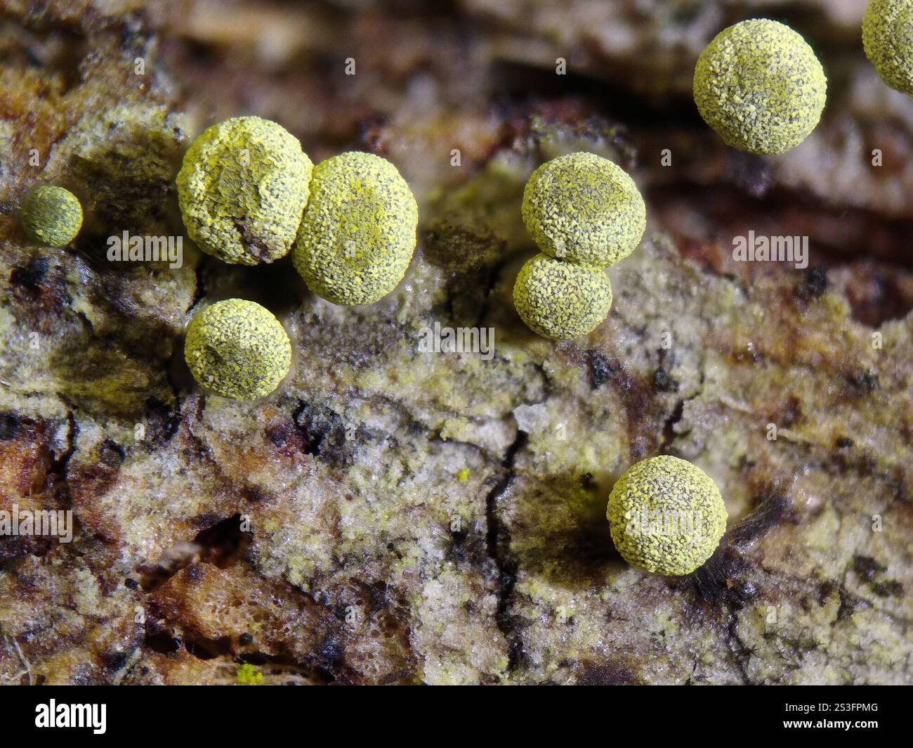 Physarum oblatum hi-res stock photography and images - Alamy