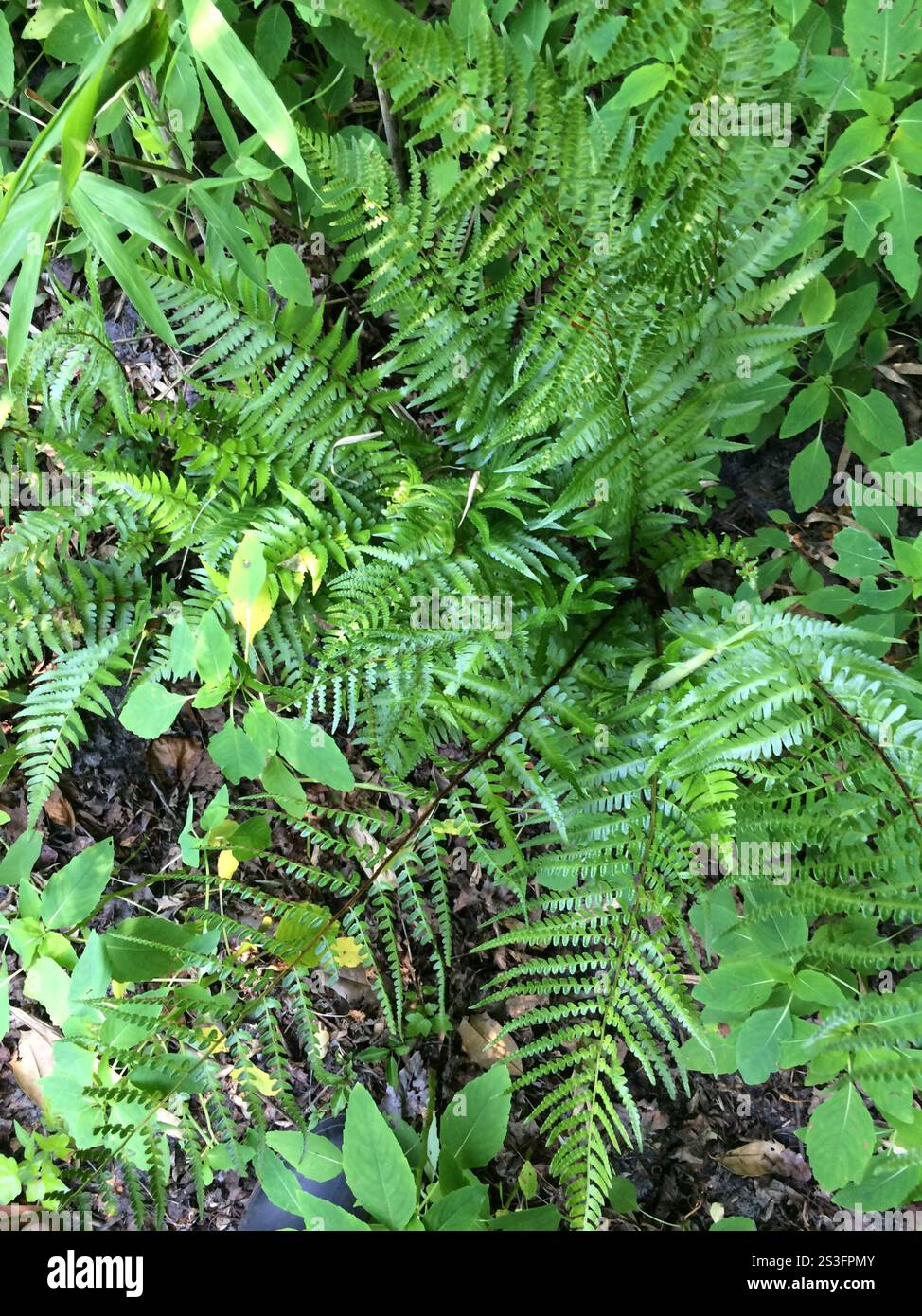 southern wood fern (Dryopteris ludoviciana Stock Photo - Alamy