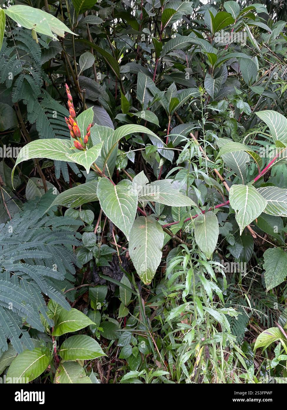 Sanchezia (Sanchezia parvibracteata Stock Photo - Alamy