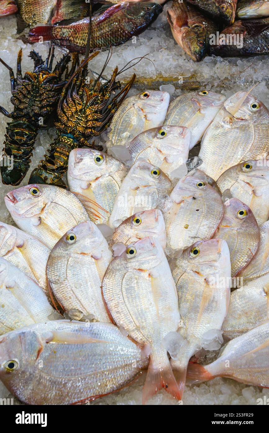 Red Sea Fish - Fish Market in Hurghada, Egypt Stock Photo - Alamy