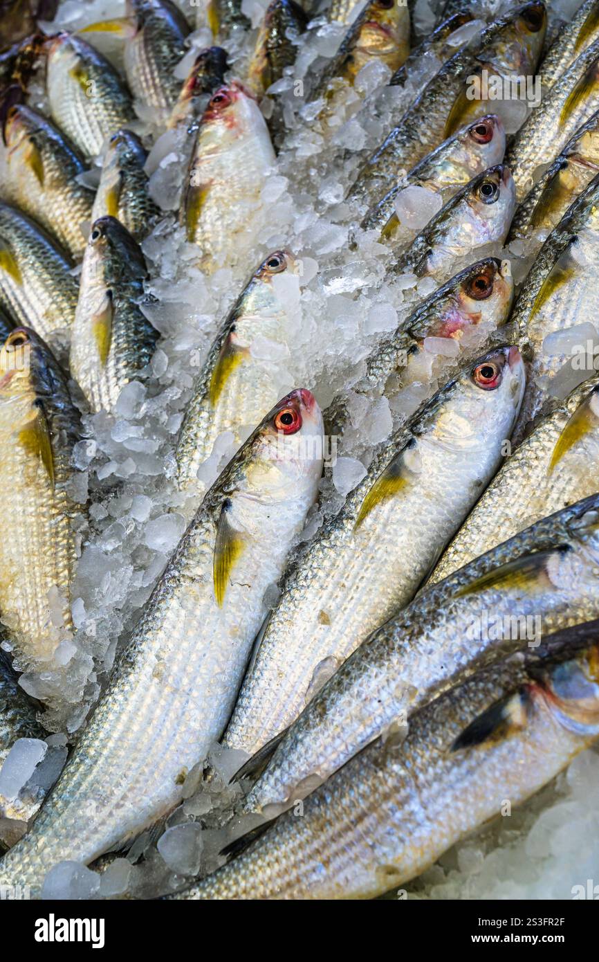Red Sea Fish - Fish Market in Hurghada, Egypt Stock Photo - Alamy