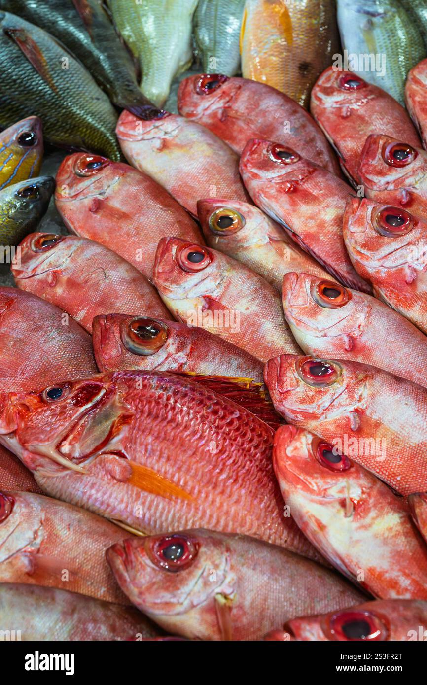 Red Sea Fish - Fish Market in Hurghada, Egypt Stock Photo - Alamy