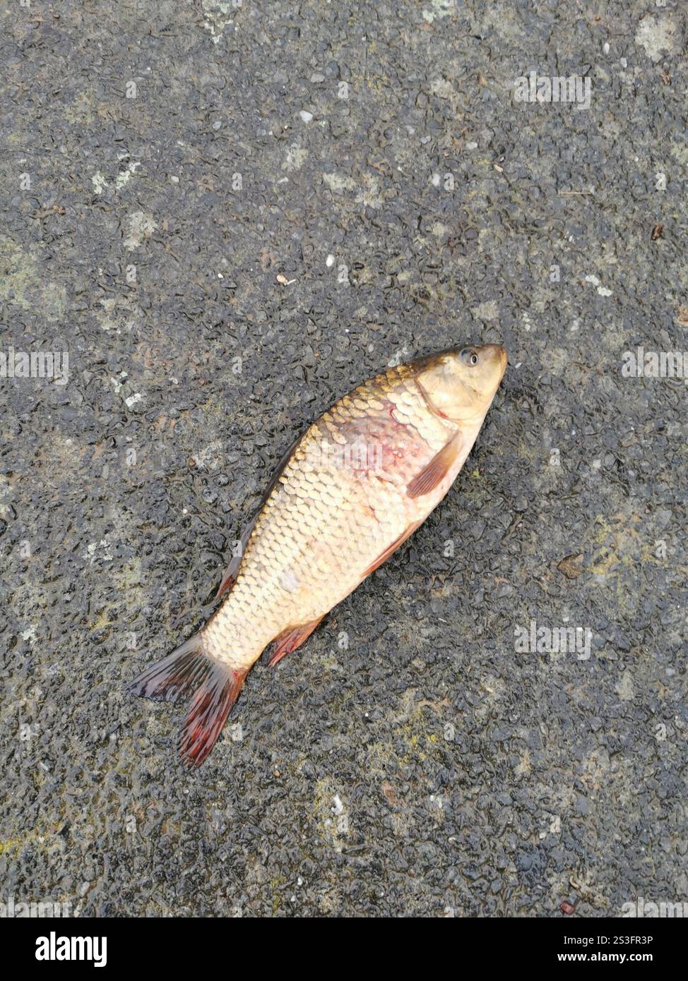 European Carp (Cyprinus carpio Stock Photo - Alamy