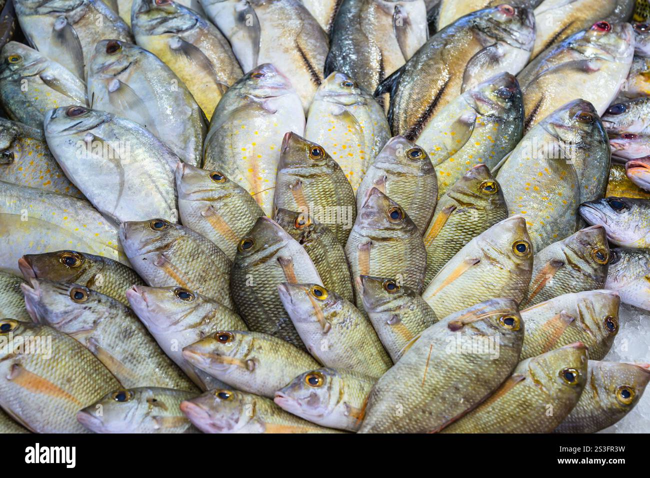 Red Sea Fish - Fish Market in Hurghada, Egypt Stock Photo - Alamy